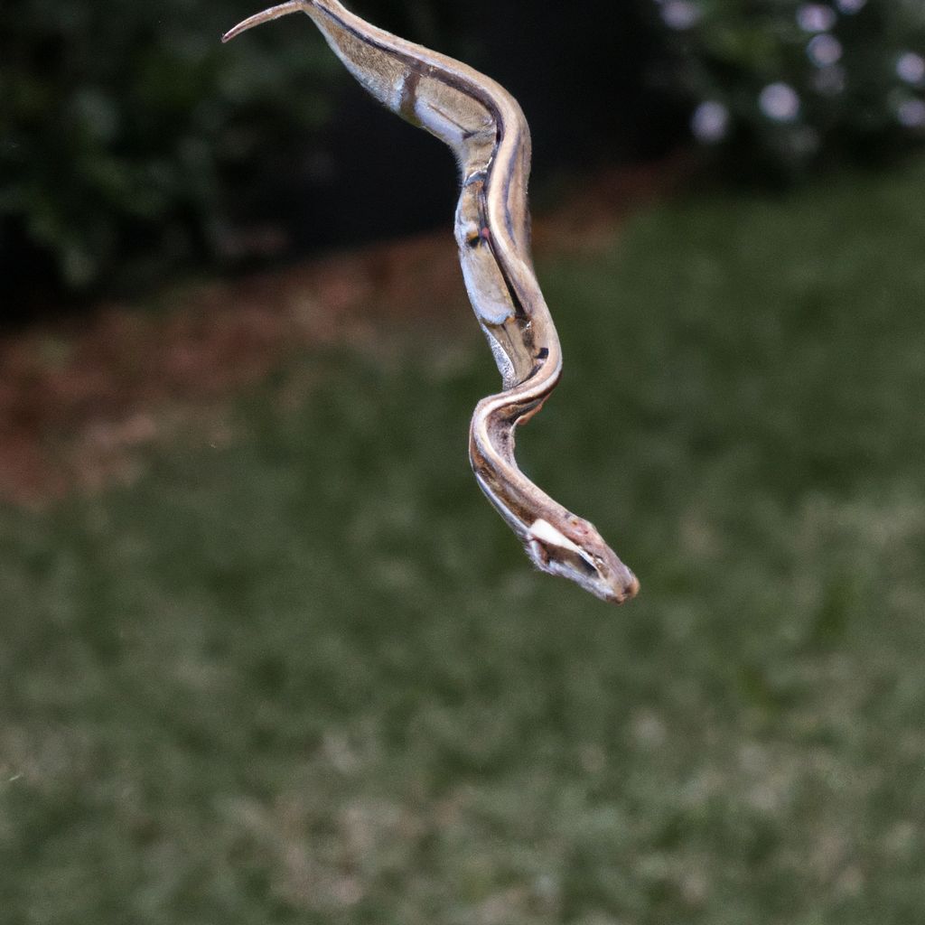 Can a Ball python get out of its cage - ReptileStartUp.com