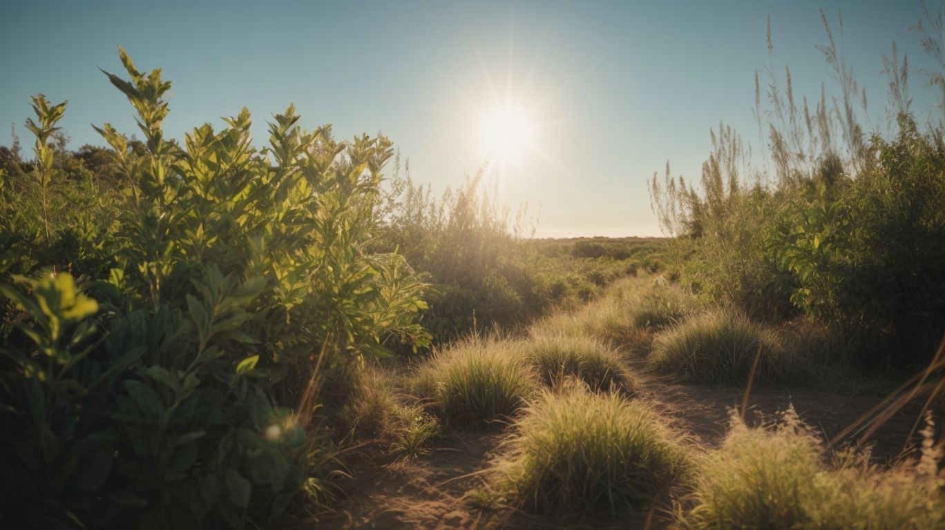 Rich Soil Creation - C&D Soil Amendments